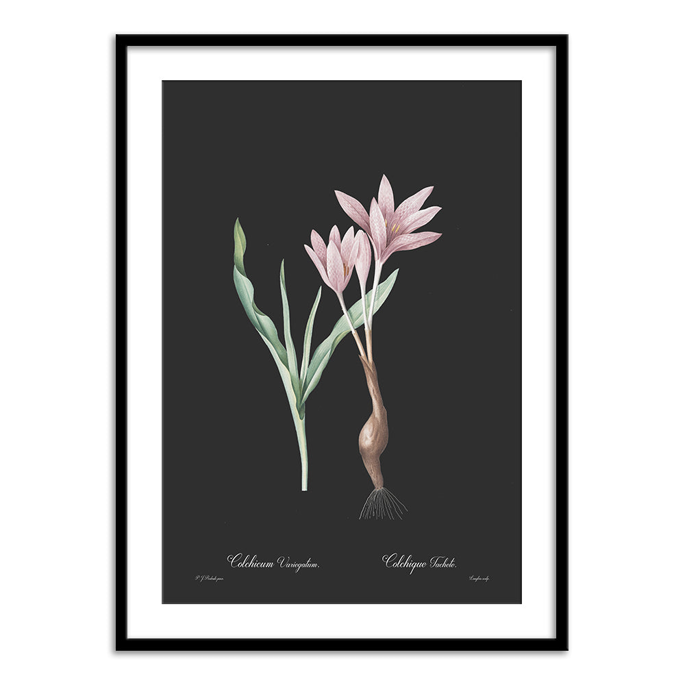Colchicum variegatum - Dark – Calcuttan
